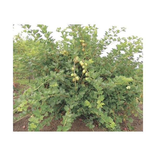 　「大実グズベリー」は、北海道産の大実品種。　果形はラグビーボールのような楕円形。　果皮は紅紫色に熟し甘味があります。　果長2.5〜2.8cm。果重5ｇ前後。〔　商品性状につきまして　〕　●スグリ科の落葉低木　　1〜1.5mくらいに育ちます...