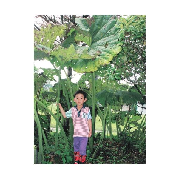 　「サホロフキ」は、北海道十勝地方で栽培される大形のフキです。　葉柄の長さは2m、葉身の直径は1.5mにもなります。　佃煮や砂糖漬けなど加工用に最適です。〔　商品性状につきまして　〕　●キク科の多年草　　2ｍ位に育ちます。　●開花期　　3〜...