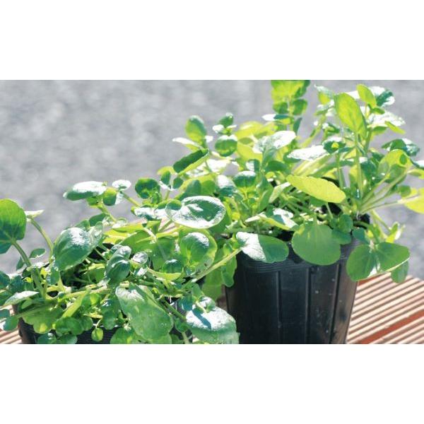 　「プランタークレソン　大谷川」は、プランターで簡単に育てられるクレソンです。　水陸両用。ビタミンや鉄分が豊富。　季節にかかわらず収穫でき、サラダやおひたしにぴったり。〔　商品性状につきまして　〕　●アブラナ科の多年草　　30〜50cm位に...