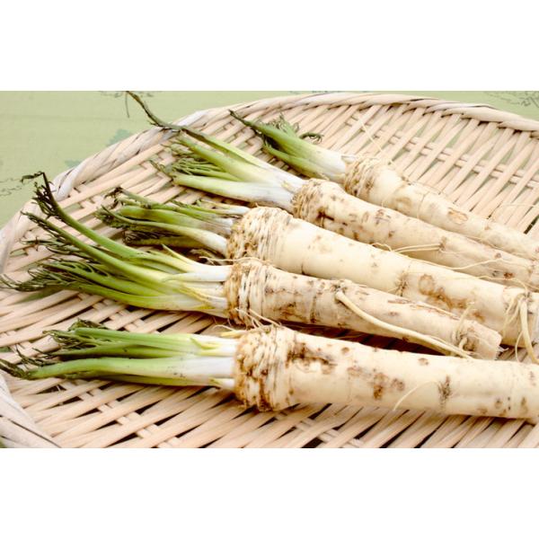 　「ワサビダイコン」は、明治期にヨーロッパから渡来した多年草です。　葉はダイコン、根はワサビに似ていることからワサビダイコンと呼ばれます。　辛みはワサビにくらべマイルドです。〔　商品性状につきまして　〕　●アブラナ科の多年草　　20〜60c...