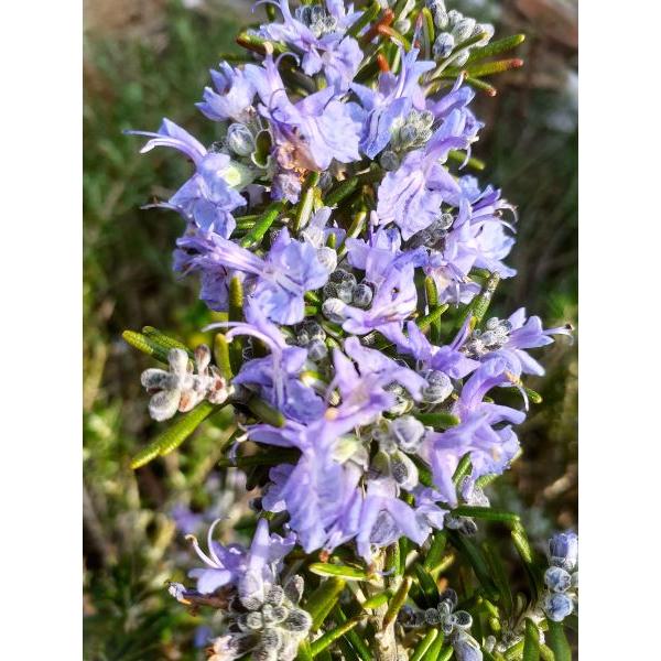 　「ローズマリー　マリンブルー」は、鮮青紫花の直立性品種です。　四季咲き性が強く、冬にもよく花をつけます。　刺激性の香りはうつ病を和らげボケ防止にも効果があるといわれます。〔　商品性状につきまして　〕　●シソ科の常緑低木　　1.5mに育ちま...