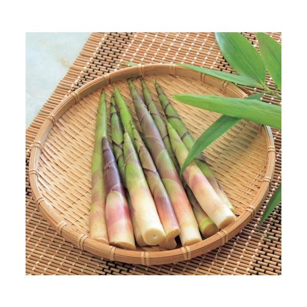 　「ネマガリタケ」は、タケノコはしゃきしゃきとした歯触りとくせのない味わいで、雪国の山菜として人気があります。〔　商品性状につきまして　〕　●イネ科の多年草　　2〜3m位に育ちます。　●耐寒性　　強　-30℃　●栽培場所　　日向〜半日陰向き...