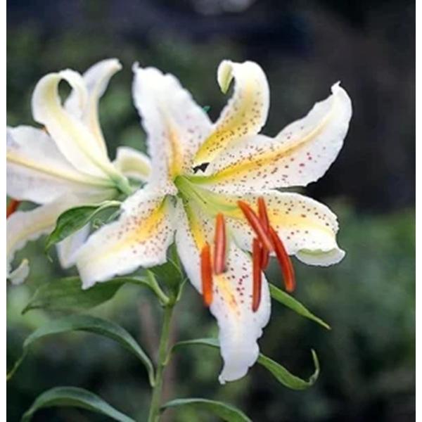 　「ヤマユリ」は、本州の東北・関東・東海地方の山地に自生する大形種。　花弁は白色で黄色い筋と紅色の斑点が入る花径20〜25cmの大輪。　強い香りがあります。〔　商品性状につきまして　〕　●ユリ科の球根　　1.5m〜2m位に育ちます。　●開花...