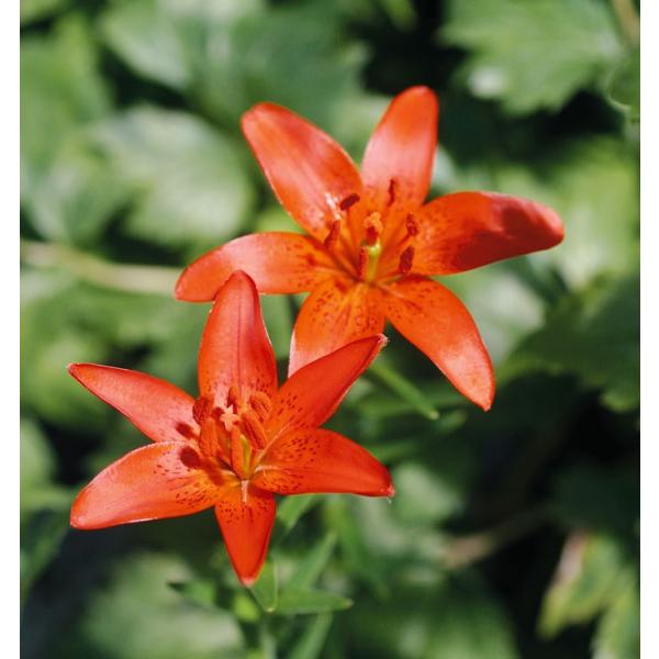 　「メオトユリ」は、東北産の珍しい野生種です。　ひとつの球根から2本の茎が立ち、それぞれに1個の花をつけることからメオトユリと呼ばれます。〔　商品性状につきまして　〕　●ユリ科の球根　　40〜50cｍ位に育ちます。　●開花期　　6〜7月頃　...