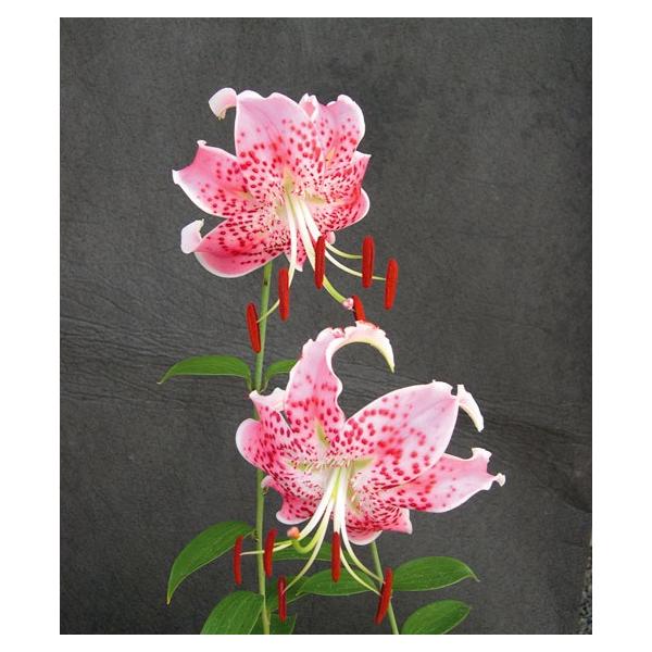 　「シマカノコユリ」は、九州西部と鹿児島県甑島（こしきじま）の海岸近くに多く自生する原種のカノコユリ。　葉幅が広く、茎は太く、直立し、紅色の花を咲かせます。〔　商品性状につきまして　〕　●ユリ科の球根　　60cｍ〜1m位に育ちます。　●開花...