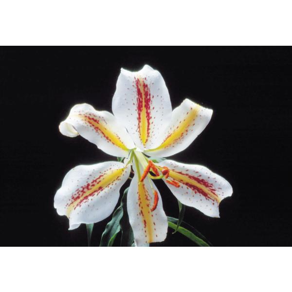 　「クチベニヤマユリ」は、ヤマユリの変種。　花弁中央の筋の一部(ときには)全部が紅色。　明治期には海外に球根が輸出されていた人気種です。〔　商品性状につきまして　〕　●ユリ科の球根　　1.5m〜2m位に育ちます。　●開花期　　7〜8月頃　●...