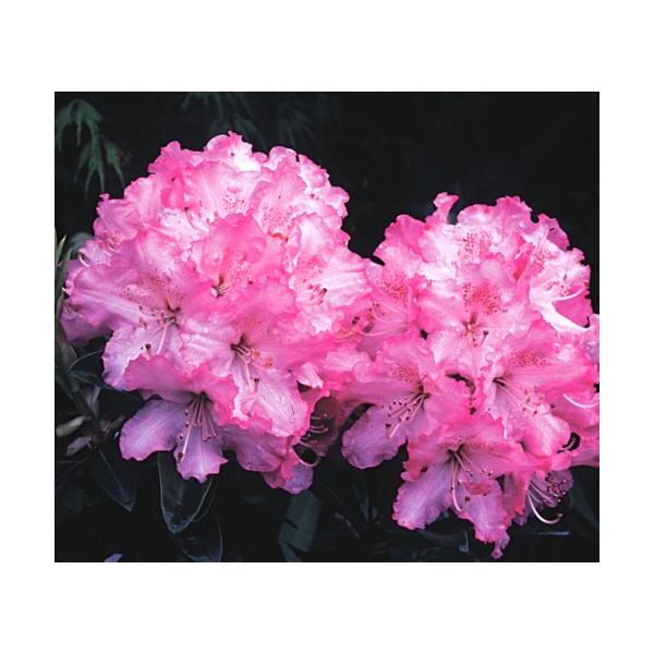 　「シャクナゲ　桜狩」は、淡桃色地に紅覆輪が入る丸弁品種。葉は小さく、枝打ちが良く、コンパクトな球形樹形になります。〔　商品の性状につきまして　〕　●ツツジ科の常緑低木　　2m位に育ちます。　●開花期　　4月頃　●耐寒性　　強　-20℃　●...