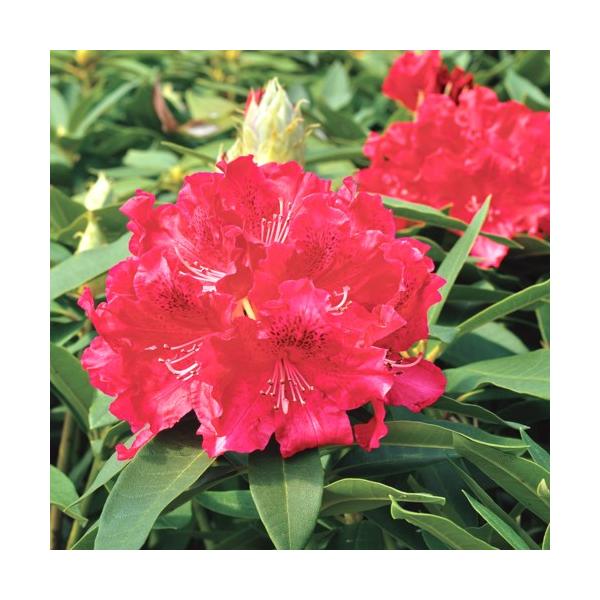 　「シャクナゲ　ジーンマリー」は、オランダから導入された赤花のセイヨウシャクナゲ。花弁は肉厚で濃赤色。耐暑性があり、関東地方の平野部でも夏を越します。〔　商品の性状につきまして　〕　●ツツジ科の常緑低木　　3m位に育ちます。　●開花期　　4...