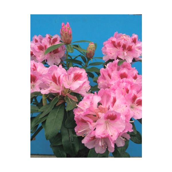 　「シャクナゲ　あけぼの」は、ピンクの丸弁に大きな紅色のブロッチが入る大輪。4月中旬ごろに開花する早咲き品種です。〔　商品の性状につきまして　〕　●ツツジ科の常緑低木　　1~1.5m位に育ちます。　●開花期　　4月頃　●耐寒性　　強　-20...