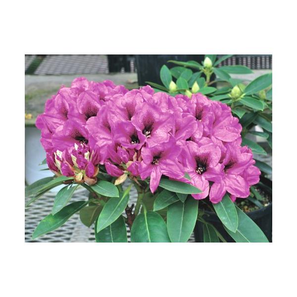 　「シャクナゲ　ミッドナイト」は、オーストラリアから導入された紫花品種。濃紫色のフリル弁に濃紅色のブロッチが入ります。濃緑葉。樹形は球形。〔　商品の性状につきまして　〕　●ツツジ科の常緑低木　　1.5m位に育ちます。　●開花期　　4月頃　●...