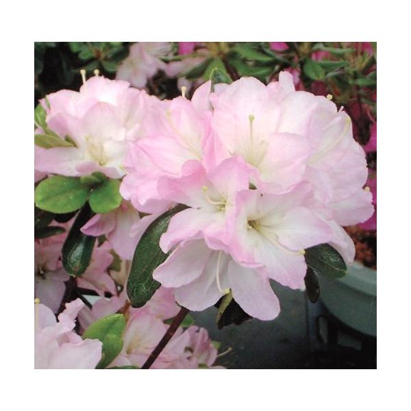 　「クルメツツジ　一天」は、淡藤紫色の広弁に緑色の斑点が少し入り、おしべが短く、めしべが目立つ1本芯の一重、小輪。〔　商品性状につきまして　〕　●ツツジ科の常緑低木　　1〜2ｍ位に育ちます。　●開花期　　4月頃　●耐寒性　　強　-10℃　●...