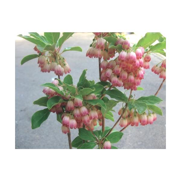 「サラサドウダン　口紅錦」は、サラサドウダンの人気品種です。　クリーミーイエローの花弁の先端に紅色の筋が入ります。　秋には紅葉が楽しめます。〔　商品性状につきまして　〕　●ツツジ科の落葉低木　　2〜5m位に育ちます。　●開花期　　5〜6月頃...