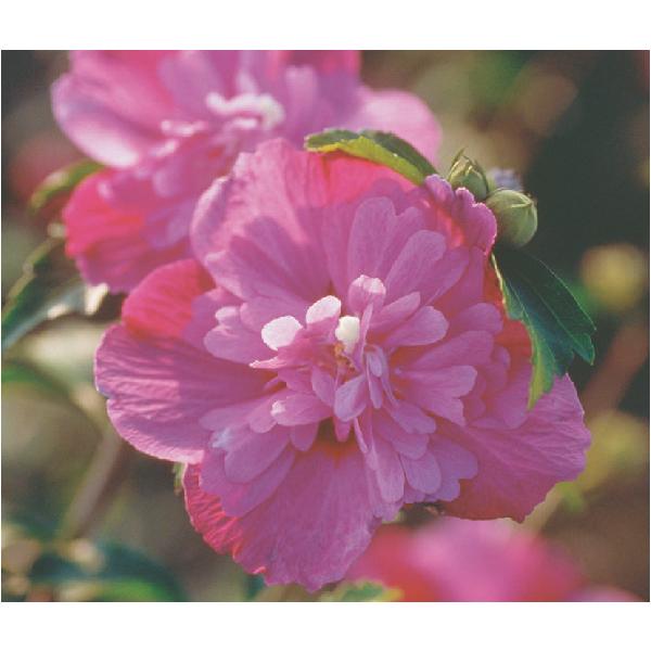 　「ムクゲ　パープルルージュ」は、濃紅紫色の半八重咲き品種。内弁は弁数31枚以上で、花笠形よりも大きく、バラ咲きになります。〔　商品性状につきまして　〕　●アオイ科の落葉高木　　3〜4ｍ位に育ちます。　●開花期　　7〜10月頃　●耐寒性　　...