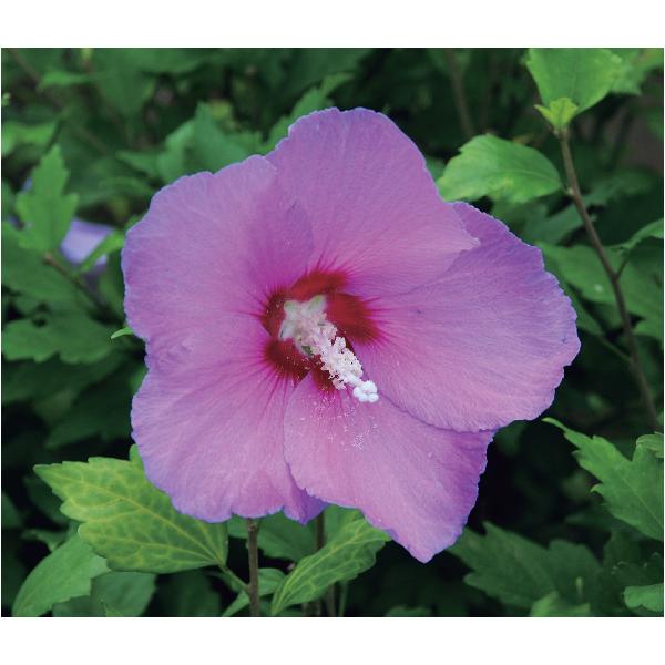 　「ムクゲ　雉鳩」は、ロザンフヨウとムクゲの種間交配種。桃紫色の丸弁底紅の一重、大輪。庭植え向きの強健種。〔　商品性状につきまして　〕　●アオイ科の落葉高木　　3〜4ｍ位に育ちます。　●開花期　　7〜10月頃　●耐寒性　　強　-25℃　●栽...