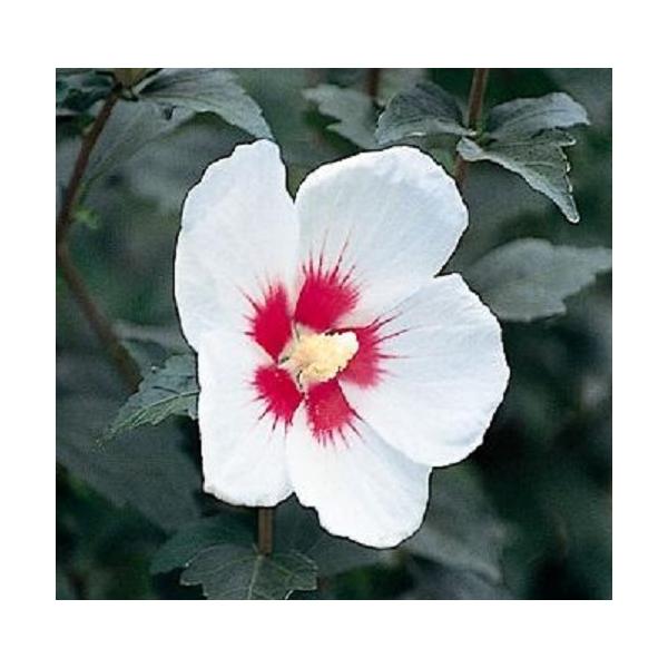 　「ムクゲ　宗旦」は、室町時代から京都の寺院などに栽培される古品種。中心に紅色の斑紋が入る、白色、一重、中弁、小輪。茶花にも最適。〔　商品性状につきまして　〕　●アオイ科の落葉高木　　3〜4ｍ位に育ちます。　●開花期　　7〜10月頃　●耐寒...