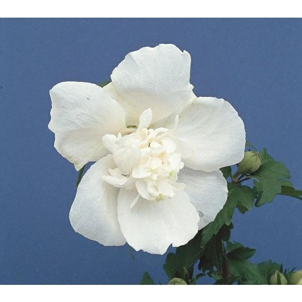 　　「ムクゲ　白祇園守」は、内弁が外弁に比べ小さく数も少ない祇園タイプ。白花種。強健種。〔　商品性状につきまして　〕　●アオイ科の落葉高木　　3〜4ｍ位に育ちます。　●開花期　　7〜10月頃　●耐寒性　　強　-25℃　●栽培場所　　日向向き...