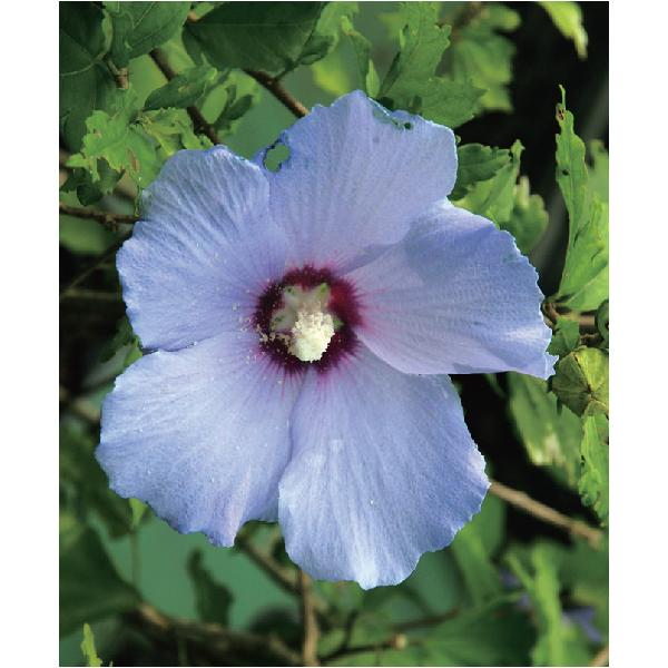 　「ムクゲ　夏空」は、欧米で美しいムクゲとして知られる。「ブルーバード」の実生選抜品種。スカイブルーの一重、中弁、大輪。〔　商品性状につきまして　〕　●アオイ科の落葉高木　　3〜4ｍ位に育ちます。　●開花期　　7〜10月頃　●耐寒性　　強　...