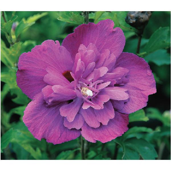 　「ムクゲ　光花笠（ひかりはながさ）」は、濃紫色の半八重咲き古品種。内弁の弁数が31枚以上ある花笠形で、咲き進むと紅紫色になる中輪。茶花にも最適。〔　商品性状につきまして　〕　●アオイ科の落葉高木　　3〜4ｍ位に育ちます。　●開花期　　7〜...