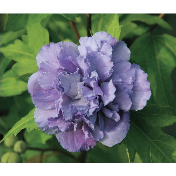 　「ムクゲ　紫玉」は、江戸時代から知られる古品種。青色の八重咲きで、内弁と外弁はともに短く、花形は球形。〔　商品性状につきまして　〕　●アオイ科の落葉高木　　3〜4ｍ位に育ちます。　●開花期　　7〜10月頃　●耐寒性　　強　-25℃　●栽培...