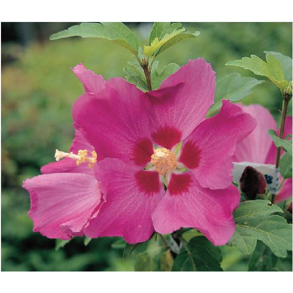 　「ムクゲ　ウッドブリッジ」は、英国で交配された一重咲き品種。ローズピンクの一重咲きで花底にエンジ色のブロッチが入る大輪。花径10cm前後。〔　商品性状につきまして　〕　●アオイ科の落葉高木　　3〜4ｍ位に育ちます。　●開花期　　7〜10月...