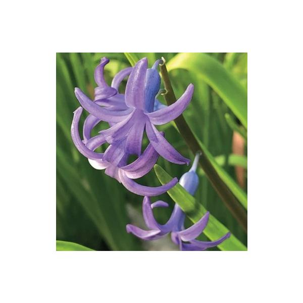 　「ローマンヒヤシンス　ブルー」は、地中海沿岸原産。　現代のダッチ系より以前から栽培されていたヒヤシンスです。　濃青色。強香。〔　商品の性状につきまして　〕　●キジカクシ科の球根　　20〜30cm位に育ちます。　●開花期　　3〜4月頃　●耐...