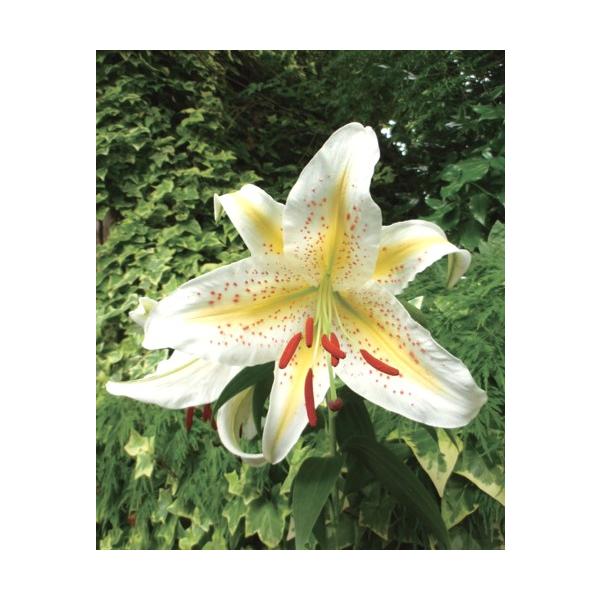 　「ユリ　オーラタム　ゴールドバンド」は、ヤマユリの改良品種。　漏斗状の花弁に黄色い太筋が入ることから「ゴールドバンド」の名があります。〔　商品の性状につきまして　〕　●ユリ科の球根　　1~1.1ｍくらいに育ちます。　●開花期　　6~7月頃...