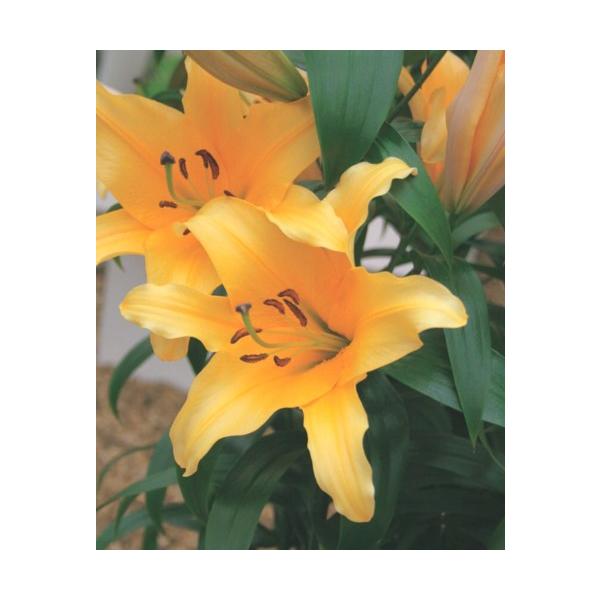 　　「ユリ　バルベルデ」は、アプリコットイエローのOT（オリエンタル×トランペット）ハイブリッドリリー。　上向き咲き。花径18〜20cm。〔　商品の性状につきまして　〕　●ユリ科の球根　　1~1.1ｍくらいに育ちます。　●開花期　　6~7月...