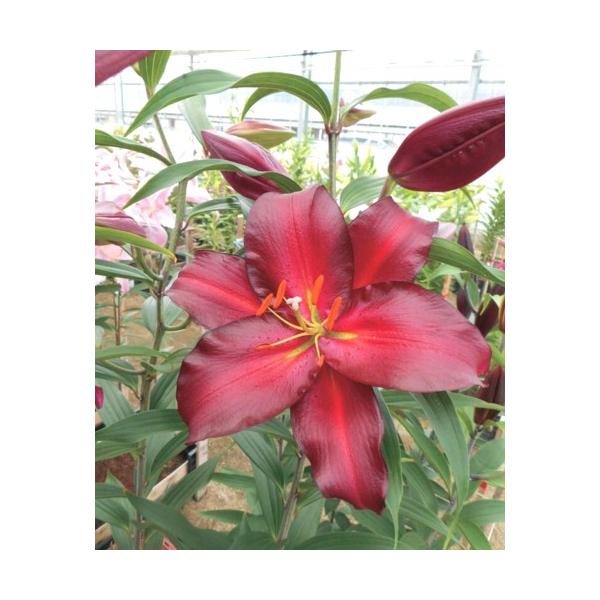 　　「ユリ　アビンジャー」は、ビロードのような濃赤色の大輪オリエンタルリリー。上向き咲き。花径23cm前後。香りの強さは弱。〔　商品の性状につきまして　〕　●ユリ科の球根　　1~1.1ｍくらいに育ちます。　●開花期　　6~7月頃　●耐寒性　...