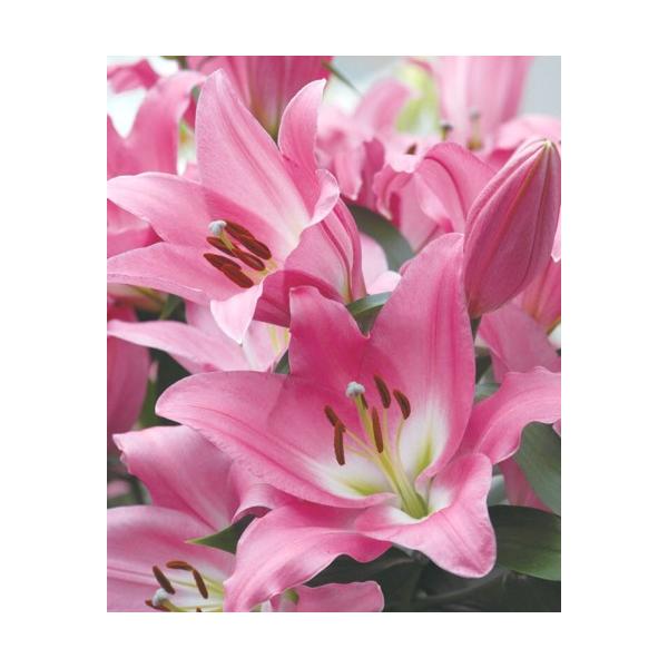 　　「ユリ　テーブルダンス」は、ラベンダーピンクのOT（オリエンタル×トランペット）ハイブリッドリリー。　上向き咲き。花径18〜20cm。強香。〔　商品の性状につきまして　〕　●ユリ科の球根　　1~1.1ｍくらいに育ちます。　●開花期　　6...