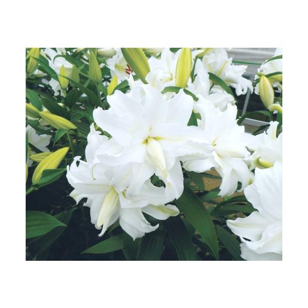 　　「ユリ　マイウェディング」は、白色波状弁の八重咲きオリエンタルリリー。　上向き咲き。花径14〜16cm。花粉がないので切花に最適。〔　商品の性状につきまして　〕　●ユリ科の球根　　90cm~1ｍくらいに育ちます。　●開花期　　6~7月頃...