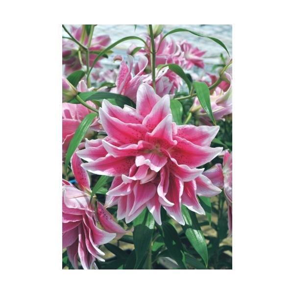 　　「ユリ　イザベラ」は、ピンクに白覆輪が入るバイカラー咲きの八重咲きオリエンタルリリー。　上向き咲き。花径18〜20cm。花粉がないので切花に最適。〔　商品の性状につきまして　〕　●ユリ科の球根　　90cm~1ｍくらいに育ちます。　●開花...