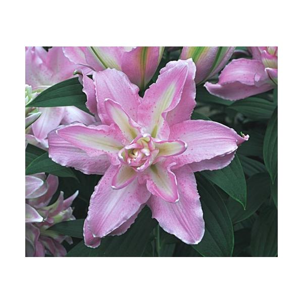 　　「ユリ　ラッキーワン」は、ラベンダーピンクの八重咲きオリエンタルリリー。　上向き咲き。花径18〜20cm。花粉がないので切花に最適。〔　商品の性状につきまして　〕　●ユリ科の球根　　90cm~1ｍくらいに育ちます。　●開花期　　6~7月...