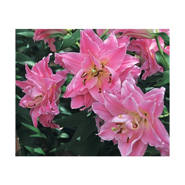 　　「ユリ　ドリームライン」は、鮮やかなピンクの八重咲きオリエンタルリリー。　上向き咲き。花径14〜16cm。花粉は少し出ることがあります。〔　商品の性状につきまして　〕　●ユリ科の球根　　90cm~1ｍくらいに育ちます。　●開花期　　6~...