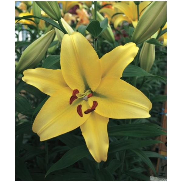 　「ユリ　ベルビール」は、黄色い大輪OT(オリエンタル×トランペット)ハイブリッドリリー。　上向き咲き。花径18〜20cm。強香。〔　商品の性状につきまして　〕　●ユリ科の球根　　1〜1.1mくらいに育ちます。　●開花期　　6〜7月頃　●耐...