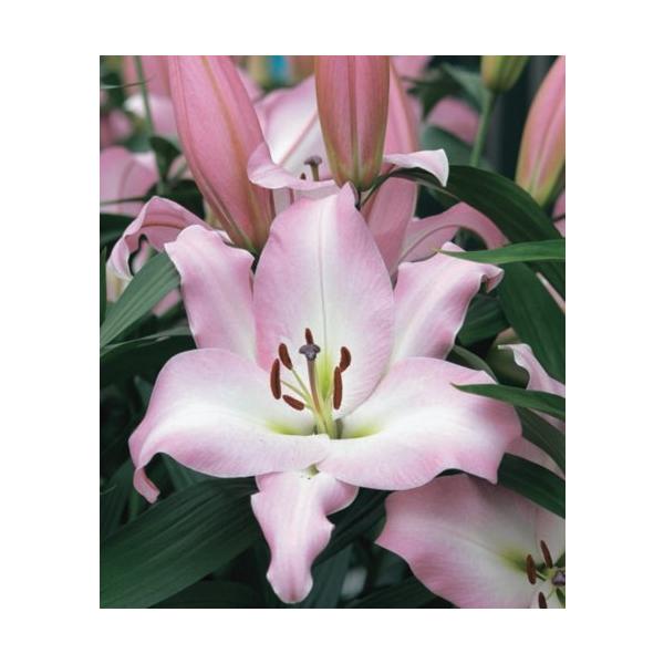　　「ユリ　マスター」は、ラベンダーピンクのOT（オリエンタル×トランペット）ハイブリッドリリー。　上向き咲き。花径18〜20cm。強香。〔　商品の性状につきまして　〕　●ユリ科の球根　　1~1.1ｍくらいに育ちます。　●開花期　　6~7月...