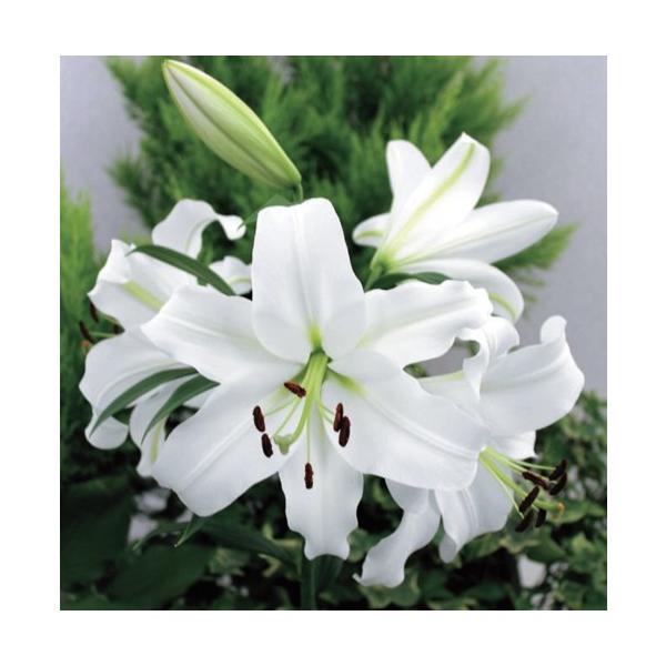 　　「ユリ　ティセント」は、白色のOT(オリエンタル×トランペット)ハイブリッドリリー。　上向き咲き。花径18〜20cm。〔　商品の性状につきまして　〕　●ユリ科の球根　　1~1.1ｍくらいに育ちます。　●開花期　　6~7月頃　●耐寒性　　...