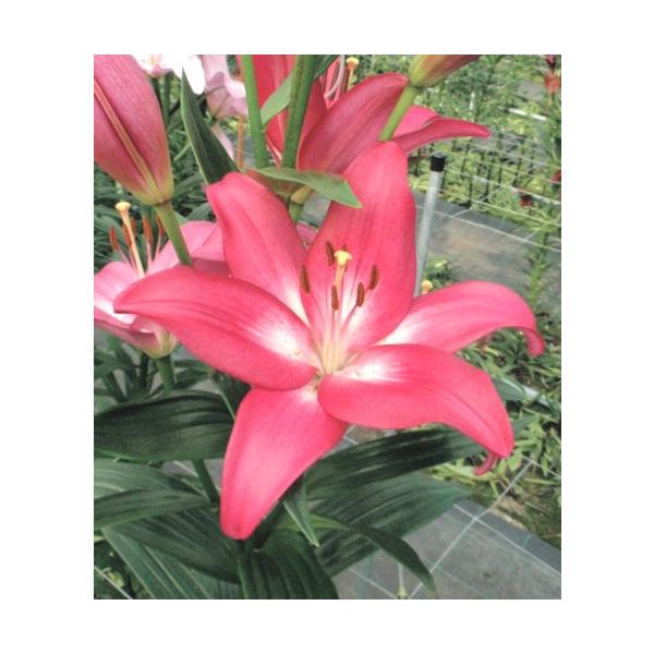 　「ユリ　アルバタックス」は、ピンク底白のLA（ロンギフロルム×アジアティック）ハイブリッドリリー。　上向き咲き。〔　商品の性状につきまして　〕　●ユリ科の球根　　60~80cmくらいに育ちます。　●開花期　　6~7月頃　●耐寒性　　強　　...