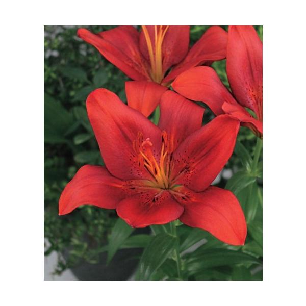 　「ユリ　レッドヒル」は、ビロードのような濃紅色のLA（ロンギフロルム×アジアティック）ハイブリッドリリー。　上向き咲き。〔　商品の性状につきまして　〕　●ユリ科の球根　　60~80cmくらいに育ちます。　●開花期　　6~7月頃　●耐寒性　...