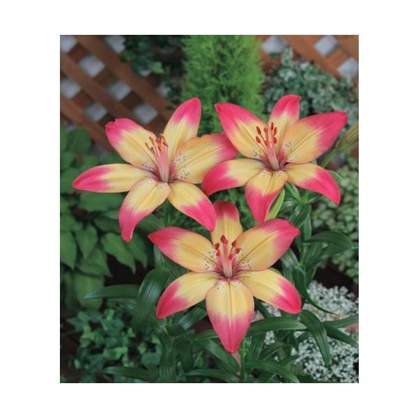 　「ユリ　ハートストリングス」は、アプリコットの丸弁にラズベリーの覆輪が入るバイカラー咲きのアジアティックリリー。　上向き咲き。〔　商品の性状につきまして　〕　●ユリ科の球根　　60~80cmくらいに育ちます。　●開花期　　6~7月頃　●耐...