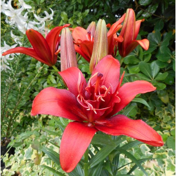 　「ユリ　レッドツイン」は、鮮やかなオレンジレッドの八重咲きアジアテイックリリー。　花径17〜18cm。上向き咲き。〔　商品の性状につきまして　〕　●ユリ科の球根　　60~80cmくらいに育ちます。　●開花期　　6~7月頃　●耐寒性　　強　...