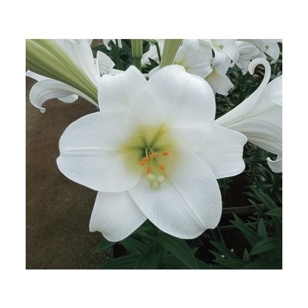 　「ユリ　カルピーノ」は、テッポウユリのような純白色のロンギフロルムハイブリッドリリー。　筒形の横向き咲きで、香りがあります。〔　商品の性状につきまして　〕　●ユリ科の球根　　1〜1.2mくらいに育ちます。　●開花期　　6〜7月頃　●耐寒性...