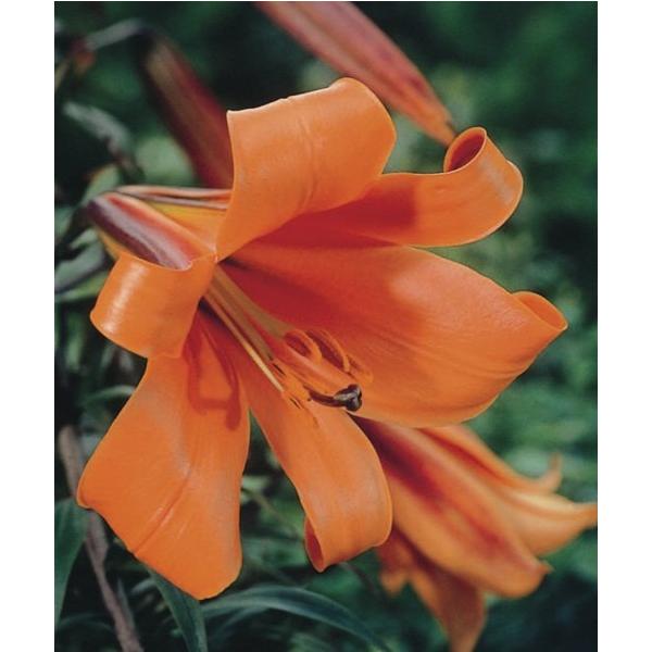 　「ユリ　アフリカンクイーン」は、トランペット・オーレリアンハイブリッドの代表品種。　草丈は高くなり、アプリコットオレンジ花を15〜20輪ぐらいつけます。　花長15〜20cm。〔　商品の性状につきまして　〕　●ユリ科の球根　　1.8mくらい...