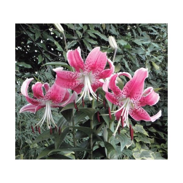 　「内田赤カノコユリ」は、濃赤花の選抜品種。花弁の先端が反りかえるテマリ形の花を下向きに咲かせます。花径10〜12cm。〔　商品の性状につきまして　〕　●ユリ科の球根　　1.3mくらいに育ちます。　●開花期　　7〜8月頃　●耐寒性　　強　　...