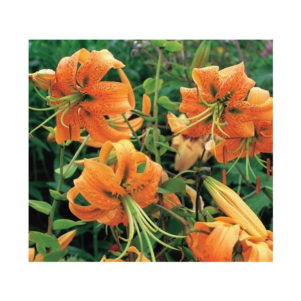 　「キカノコユリ」は、中国原産の大形種。草丈2m前後になり、テマリ形の花を下向きにつけます。　耐病性のある強健種。〔　商品の性状につきまして　〕　●ユリ科の球根　　1.8〜2mくらいに育ちます。　●開花期　　7〜8月頃　●耐寒性　　強　　-...