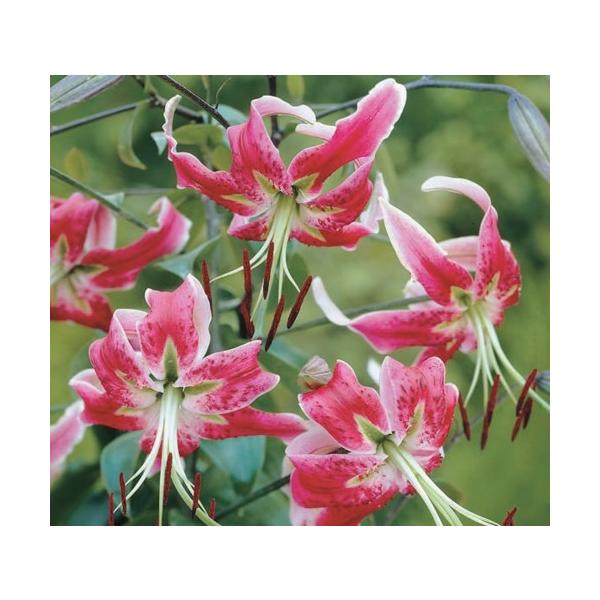 　「ユリ　ブラックビューティー」は、カノコユリ×キカノコユリの種間交配種。　花弁の先端が反り返るテマリ形の濃赤花を下向きにつける多花性種です。〔　商品の性状につきまして　〕　●ユリ科の球根　　1.3mくらいに育ちます。　●開花期　　7〜8月...