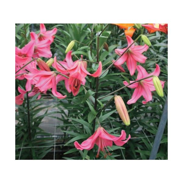 　「ユリ　ピンクフライト」は、花弁にうっすら縞模様が入るコーラルピンクの多花性種。　草丈1.2m前後になり、下向きに花をつけます。〔　商品の性状につきまして　〕　●ユリ科の球根　　1.2mくらいに育ちます。　●開花期　　7〜8月頃　●耐寒性...