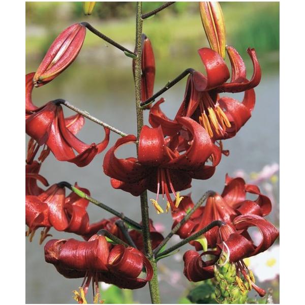 　「ユリ　レッドベルベット」は、ビロードのように滑らかな暗赤色のタイガーリリー。　花径10cm前後。草丈1.8m前後になる高性種。〔　商品の性状につきまして　〕　●ユリ科の球根　　1.8mくらいに育ちます。　●開花期　　7〜8月頃　●耐寒性...