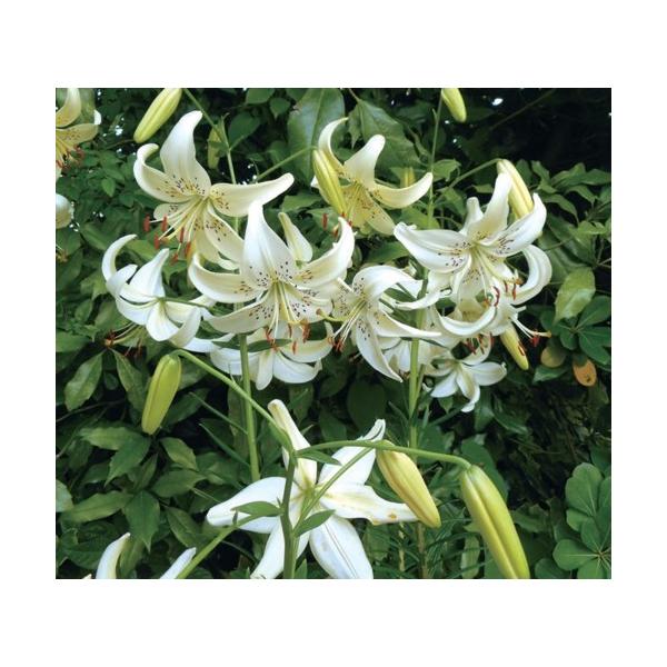 　「ユリ　スイートサレンダー」は、黒色のスポットがそばかす状に入るクリーミーホワイトのタイガーリリー。　花径8cm前後。多花性の強健種。〔　商品の性状につきまして　〕　●ユリ科の球根　　1.2mくらいに育ちます。　●開花期　　7〜8月頃　●...