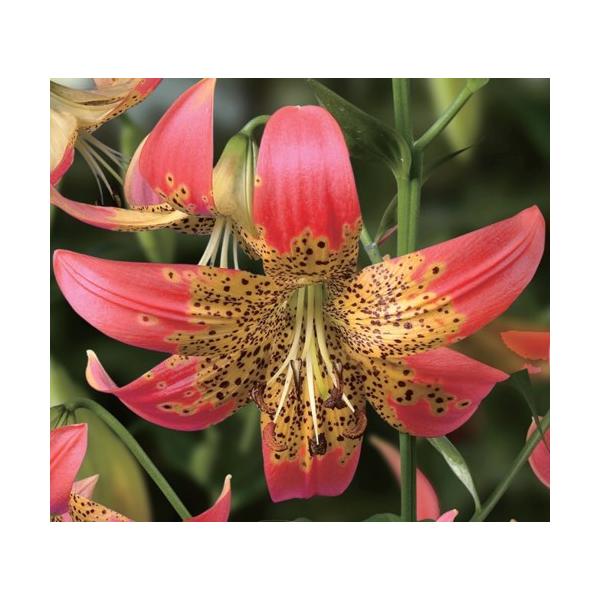 　「ユリ　フュージョン」は、ピンクと黄色の２色咲きで紫色のスポットが入る一重咲き。　日本原産のスカシユリと北米原産のリリウム・パリダリウムの種間交配種。〔　商品の性状につきまして　〕　●ユリ科の球根　　1.2mくらいに育ちます。　●開花期　...