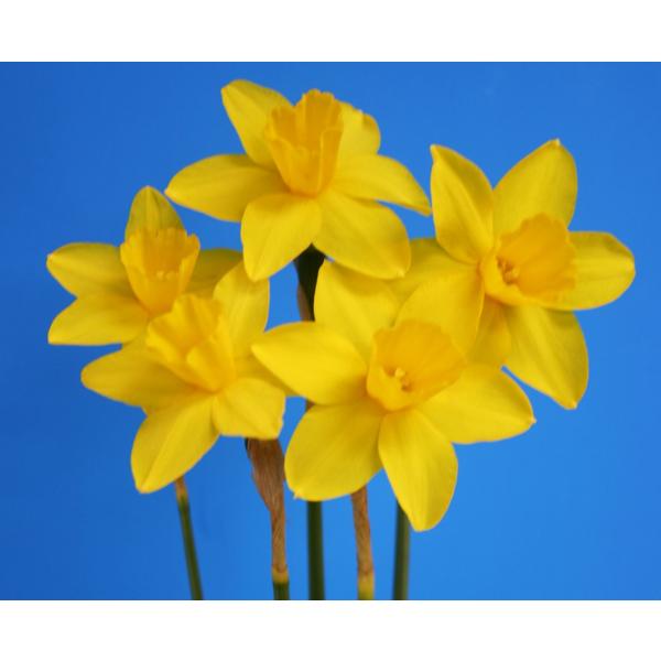 　「スイセン　スウィートネス」は、黄花のジョンキル系スイセン。　花弁、副冠はともに濃黄色。小輪で甘い香があります。中晩生。〔　商品性状につきまして　〕　●ヒガンバナ科の球根　　30〜40cmくらいに育ちます。　●開花期　　3月〜4月頃　●耐...